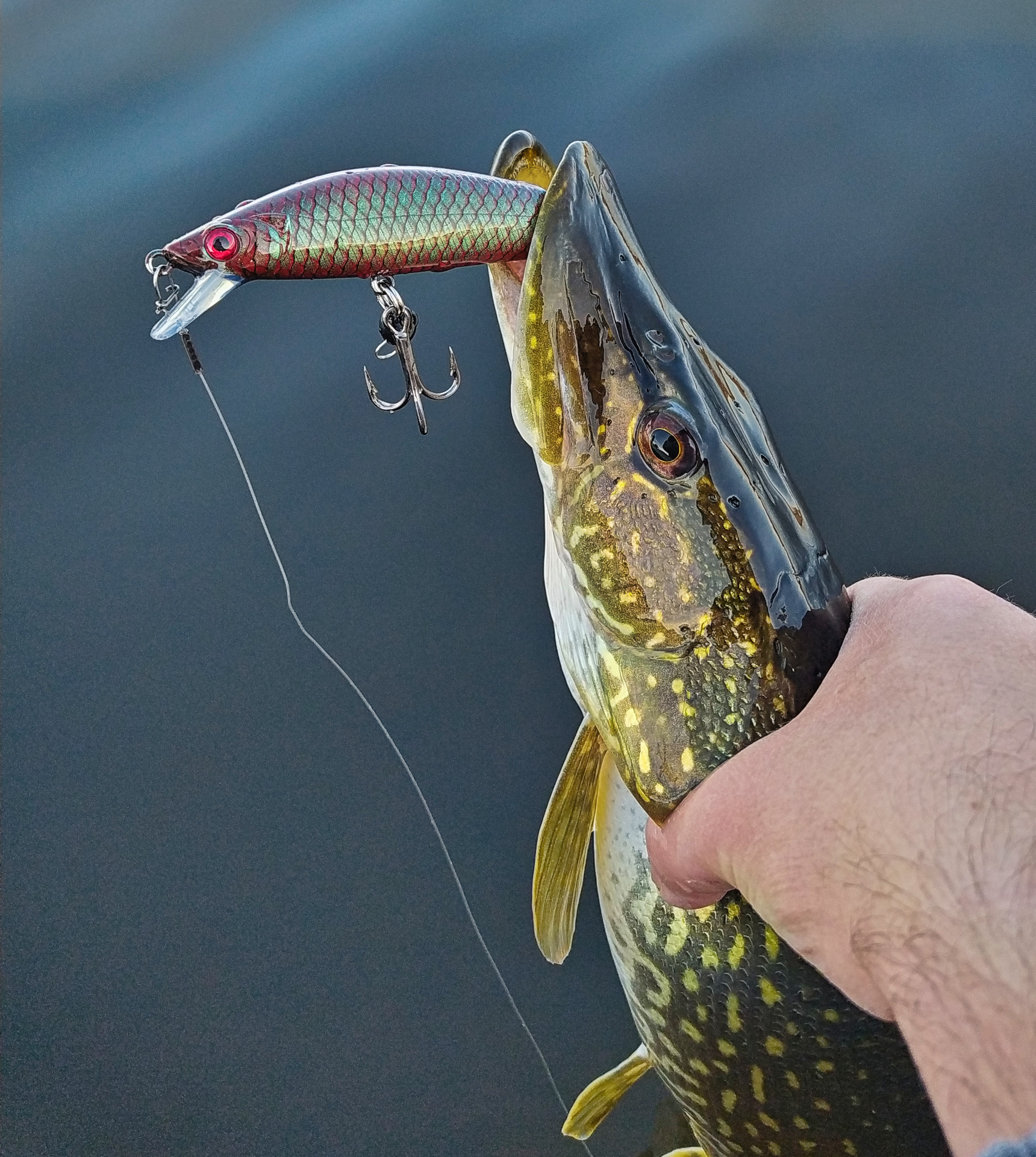 Rico Boss 110 Arapaima :: www.ricolure.com